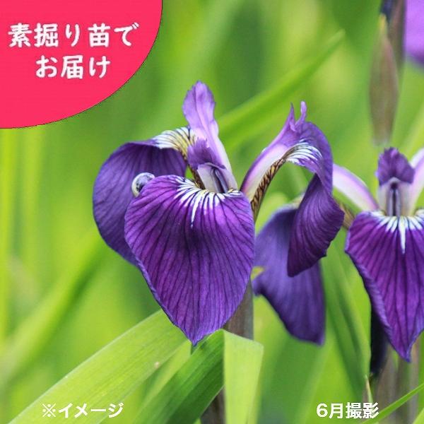 　和名：檜扇文目　学名：Irissetosa（アイリス）　分類：アヤメ科アヤメ属　耐寒性多年草　草丈：50〜80ｃｍ　開花時期：5〜7月　管理場所：日向〜半日陰　耐暑性（弊社で経験済みの温度）：３０℃　耐寒性（弊社で経験済みの温度）：-１５...