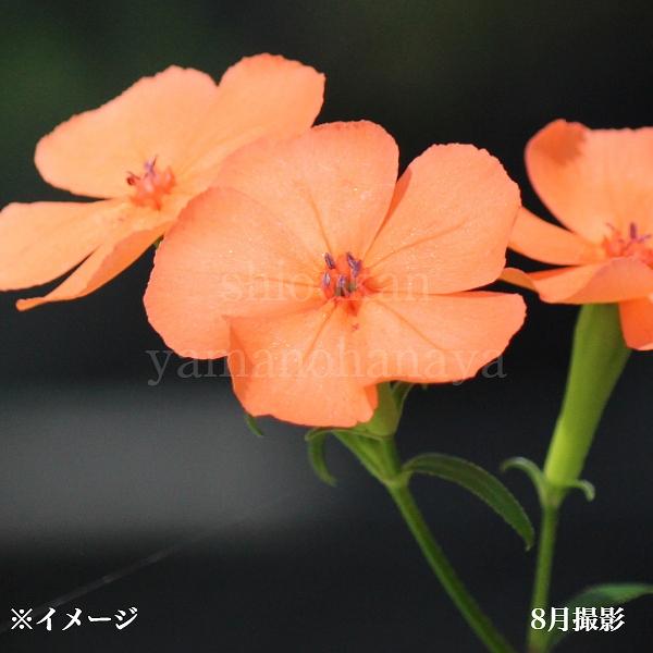 商品名：フシグロセンノウ（ふしぐろせんのう）和名：節黒仙翁学名：Lychnis miqueliana 【山野草】【耐寒性多年草】【宿根草】【茶花】