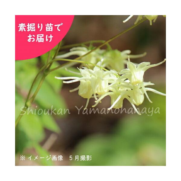 　和名：錨草、碇草　別名：カグラバナ、ヨメトリグサ、三枝九葉草（さんしくようそう）　学名：Epimediumkoreanum　花言葉：人生の出発　草丈：20〜40ｃｍ　分類：メギ科イカリソウ属　耐寒性多年草　生育地：落葉広葉樹林（半日陰）　...