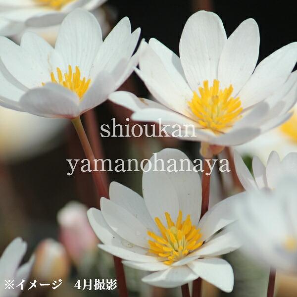 　和名：加奈陀芥子（カナダケシ）　学名：sanguinaria canadensis（サンギナリア カナデンシス）　分類：ケシ科サンギナリア属　耐寒性多年草　原産地：カナダ〜アメリカ　開花時期：４〜５月　草丈：１０〜２０ｃｍ　耐暑性（弊社で...