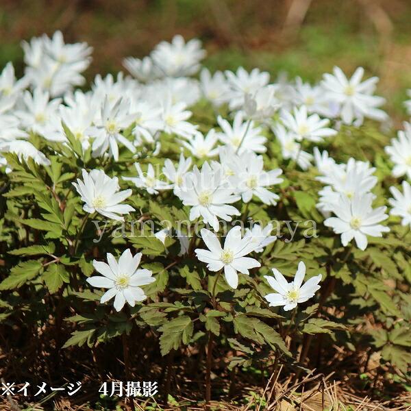 　和名：菊咲一華　別名：菊咲一輪草（キクザキイチリンソウ）　学名：AnemonepseudoaltaicaH.Hara（アネモネ）　分類：キンポウゲ科イチリンソウ属　耐寒性多年草　草丈：１０〜３０ｃｍ　開花時期：３〜５月　耐暑性（弊社で経験...