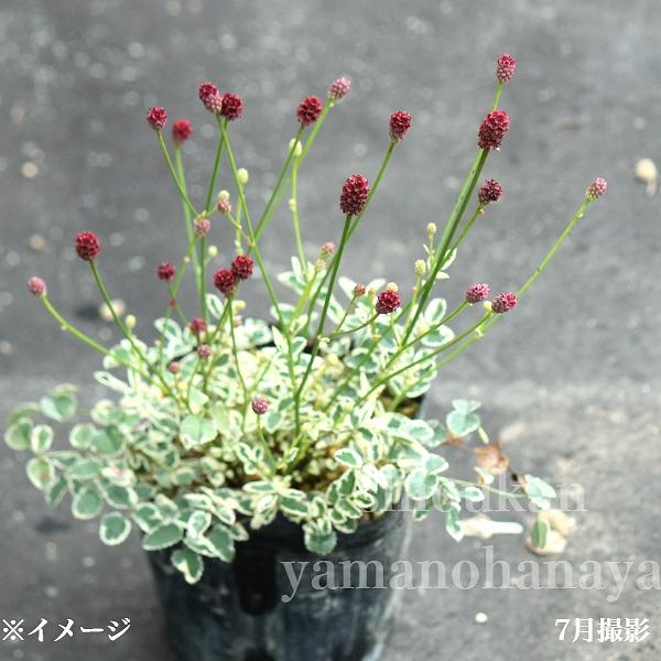 　商品名：覆輪葉タンナワレモコウ　煌めき　別名：タンナワレモコウ、サンギソルバ　草丈：10〜20ｃｍ　開花時期：6〜8月 　分類：バラ科ワレモコウ属　耐寒性多年草「かわいい！！」と思わず声が出る葉姿。葉の周りが白くなる覆輪葉（ふくりんば）で...
