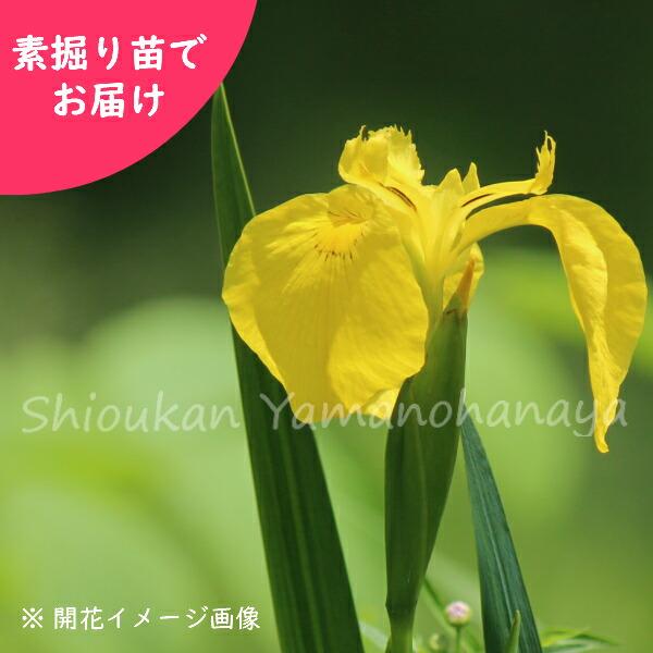 　和名：黄菖蒲　学名：Irispseudacorus（アイリス）　草丈：50ｃｍ〜１ｍ　分類：アヤメ科アヤメ属　耐寒性多年草　開花時期：5〜6月　耐暑性（弊社で経験済みの温度）：３０℃　耐寒性（弊社で経験済みの温度）：-１５℃　ヨーロッパ、...