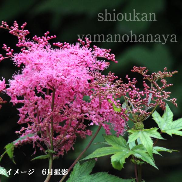 　和名：越路下野草（コシジシモツケソウ）　学名：Filipendula multijuga var. ciliata（フィリペンデュラ）　分類：バラ科シモツケソウ属　耐寒性多年草　草丈：40〜80cm前後　開花時期：6〜8月頃　花色：淡紅色...