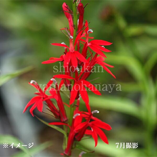 　商品名：ロベリア カージナリス　別名：紅花サワキキョウ（さわぎきょう）　和名：洋種紅花沢桔梗　学名：Lobelia cardinalis（ロベリア カージナリス）　草丈：３０〜６０ｃｍ　分類：キキョウ科ロベリア属　耐寒性多年草　開花時期：...