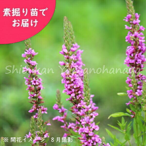 　商品名：ミソハギ（みそはぎ）　和名：禊萩（みそぎはぎ）　学名：Lythrumanceps　別名：ボンバナ、ショウリョウバナ（精霊花）、仏様花、リスラム　草丈：40〜100ｃｍ程　分類：ミソハギ科ミソハギ属　耐寒性多年草　開花時期：7〜8月...