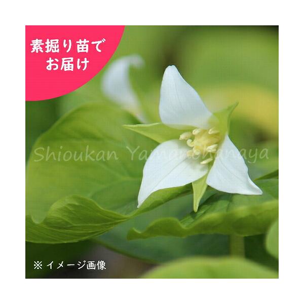 　和名：深山延齢草　学名：Trilliumtschonoskii（トリリウム）　分類：シュロソウ科エンレイソウ属　耐寒性多年草　開花時期：５〜６月　管理場所：半日陰の湿り気のある場所　耐暑性（弊社で経験済みの温度）：２５℃　耐寒性（弊社で経...