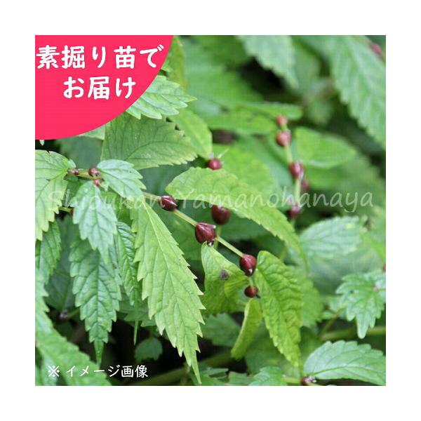 　和名：蟒蛇草（ウワバミソウ）　学名：Elatostemaumbellatumvar.majus　山菜名：アカミズ、ミズナ、ミズ　分類：イラクサ科ウワバミソウ属　耐寒性多年草　開花時期：5〜6月　日照条件：半日陰の湿気のある場所　耐暑性（弊...