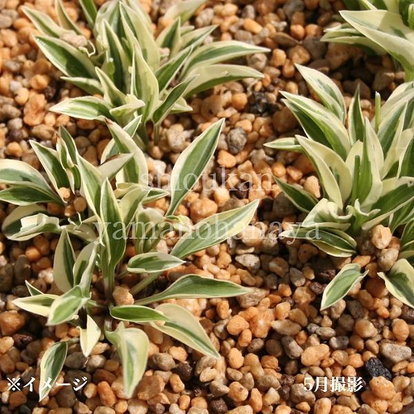 　学名：Hosta‘nikko’　分類：ユリ科ギボウシ属　耐寒性多年草　開花時期：6〜8月　草丈：15〜25cm　原産地：韓国の済州島原産ギボウシの中でオトメギボウシは一番小さい品種。葉の大きさは2〜4cm程で小鉢や寄せ植えにも丁度良いサイ...