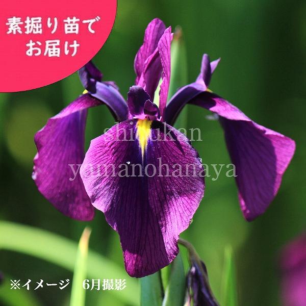 　和名：野花菖蒲　学名：Iris ensatavar.spontanea　別名：菖蒲、花菖蒲　草丈：４０〜１００ｃｍ　分類：アヤメ科アヤメ属　耐寒性多年草　開花時期：６〜７月　耐暑性（弊社で経験済みの温度）：３０℃　耐寒性（弊社で経験済みの...