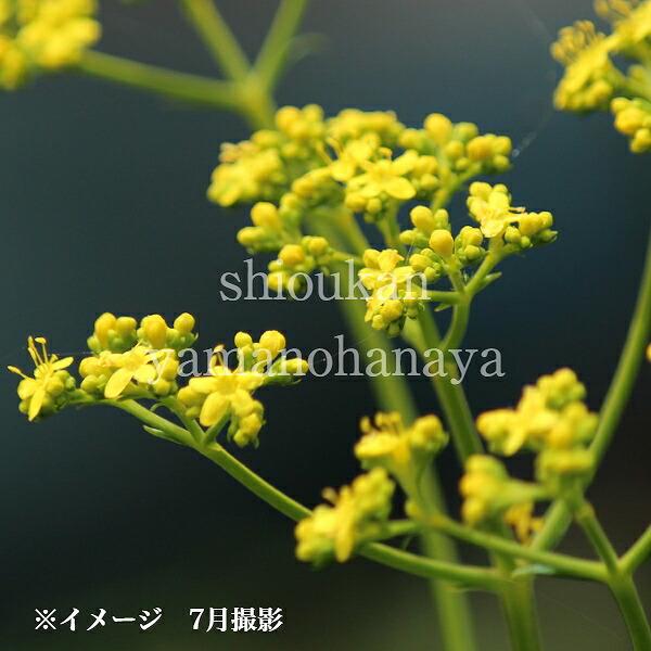 　和名：女郎花　学名：Patriniascabiosifolia　別名：敗醤（ハイショウ）　草丈：５０〜１００ｃｍ　分類：オミナエシ科オミナエシ属　耐寒性多年草　開花時期：７〜９月　管理場所：日向　耐暑性（弊社で経験済みの温度）：３０℃　耐...