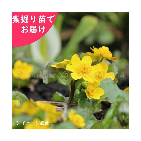 【発売日：2026年09月25日】　和名：猿猴草　学名：Calthapalustrisvar.enkoso　分類：キンポウゲ科リュウキンカ属　水生植物　耐寒性多年草　開花時期：４〜５月　管理場所：日向の湿地　耐暑性（弊社で経験済みの温度）：...