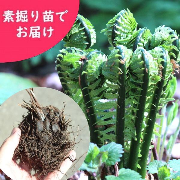 【発売日：2026年10月30日】　学名：Matteucciastruthiopteris　和名：草蘇鉄（クサソテツ）　別名：コゴメ、カンソウ、ガンソウ　分類：イワデンダ科クサソテツ属　耐寒性多年草　日照条件：半日陰〜日陰　耐暑性（弊社で経...