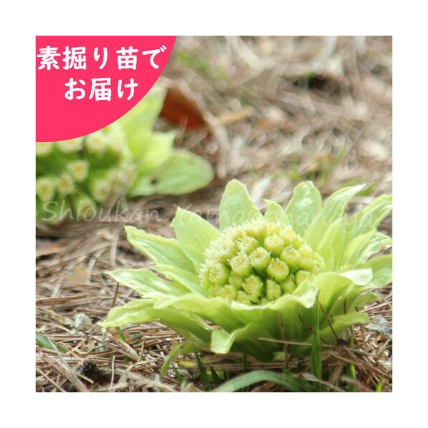 【発売日：2026年11月27日】　学名：Petasitesjaponicus　※日本自生種　和名：蕗、苳、款冬、菜蕗　分類：キク科フキ属　植え付け適期：春または秋　耐暑性（弊社で経験済みの温度）：３０℃　耐寒性（弊社で経験済みの温度）：-...