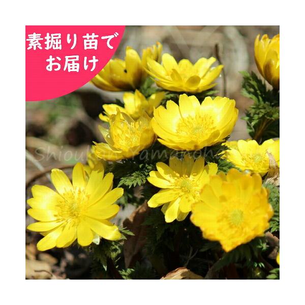 【発売日：2026年11月13日】　和名：福寿草　学名：Adonis ramosa（アドニス）　別名：正月花、元日草　分類：キンポウゲ科フクジュソウ属　耐寒性多年草　草丈：１５〜３０ｃｍ　開花時期：２〜４月　耐暑性（弊社で経験済みの温度）：...