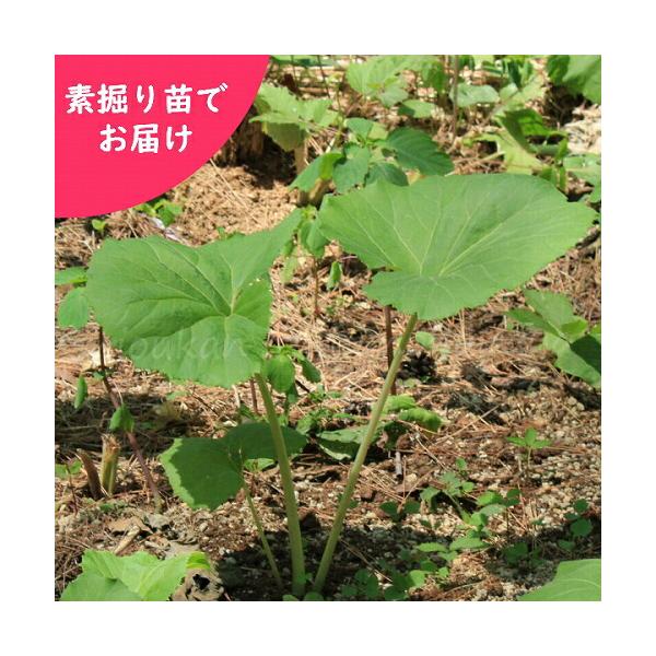 【発売日：2026年11月06日】　学名：Petasitesjaponicus　※日本自生種　和名：蕗、苳、款冬、菜蕗　草丈：30〜80ｃｍ　耐暑性（弊社で経験済みの温度）：３０℃　耐寒性（弊社で経験済みの温度）：-１５℃細い地下茎は地面の...