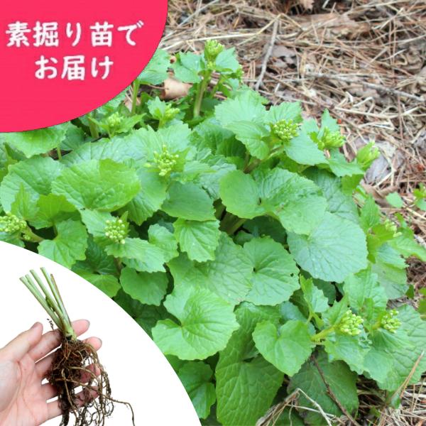 【発売日：2026年10月23日】　和名：畑山葵　別名：山葵（やまわさび）　学名：Eutrema japonicum　分類：アブラナ科ワサビ属　耐寒性多年草　開花時期：３〜５月　管理場所：湿気のある半日陰　耐暑性（弊社で経験済みの温度）：３...