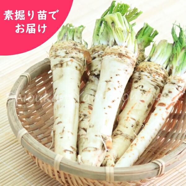 【発売日：2026年10月23日】　商品名：ワサビダイコン　和名：山葵大根　別名：山わさび、山葵、ホースラディッシュ、西洋ワサビ　分類：アブラナ科ワサビダイコン属　耐寒性多年草　開花時期：4〜5月　管理場所：日向　耐暑性（弊社で経験済みの温...