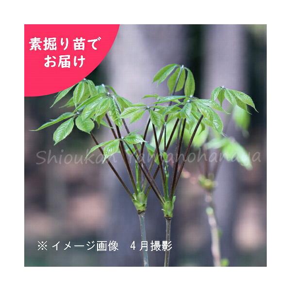 【発売日：2026年10月16日】　商品名：コシアブラ（こしあぶら）　和名：漉油　学名：Eleutherococcussciadophylloides　分類：ウコギ科ウコギ属　落葉高木　開花時期：7〜8月　収穫適期：4〜5月　耐暑性（弊社で...