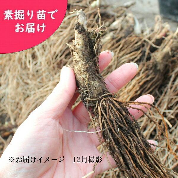 【発売日：2026年10月16日】　商品名：行者にんにく　和名：行者大蒜、行者葫　学名：Alliumvictorialissubsp.platyphyllum　別名：アイヌネギ（あいぬねぎ）、キトビロ、ヤマビル、ヤマニンニク　分類：ユリ科ネ...