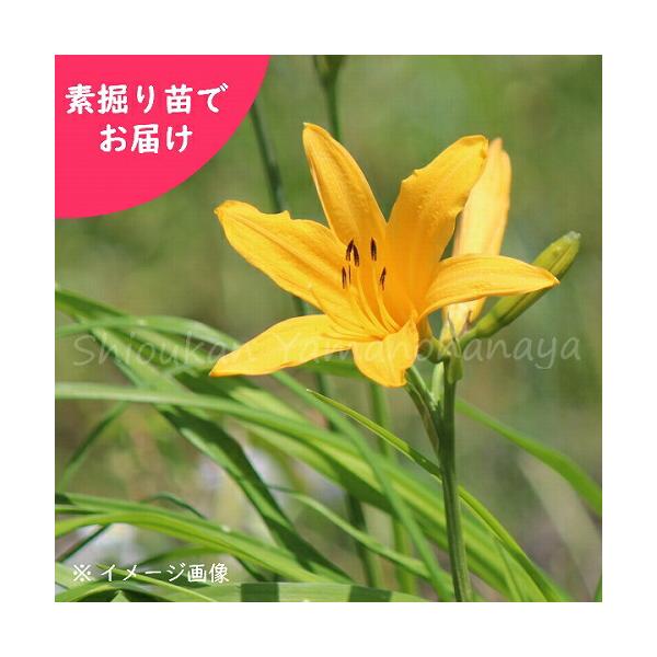 【発売日：2026年10月09日】　和名：ゼンテイカ（禅庭花）　別名：ニッコウキスゲ　学名：Hemerocallismiddendorffiivar.esculenta（ヘメロカリス）　分類：ユリ科ワスレグサ属　耐寒性多年草　開花時期：７〜...