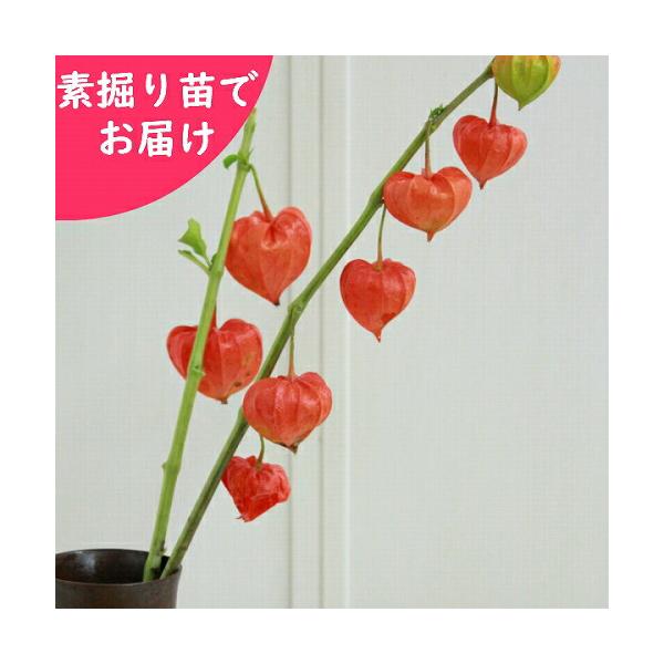 【発売日：2026年11月13日】　商品名：大実ホオズキ（おおみほうずき）　和名：鬼灯、鬼燈、酸漿　別名：カガチ、ヌカヅキ　分類：ナス科ホオズキ属　耐寒性多年草　管理場所：日向〜半日陰　実の観賞時期：7月〜9月　耐暑性（弊社で経験済みの温度...