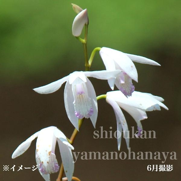 　和名：白花紫蘭　学名：Bletilla striata　草丈：３０〜５０ｃｍ　分類：ラン科シラン属　耐寒性多年草　開花時期：５〜６月　管理場所：日向〜半日陰　耐暑性（弊社で経験済みの温度）：３０℃　耐寒性（弊社で経験済みの温度）：-１５℃...