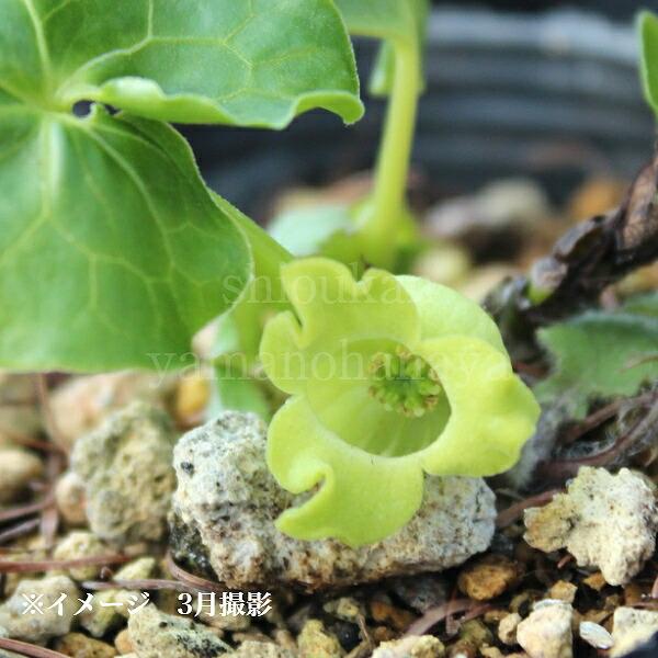 　和名：素心薄葉細辛　生薬名：細辛（さいしん）　学名：AsarumsieboldiiMiq.　草丈：10〜15ｃｍ　分類：ウマノスズクサ科カンアオイ属　耐寒性多年草　開花時期：3月〜5月　管理場所：半日陰の湿り気のある場所　耐暑性（弊社で経...