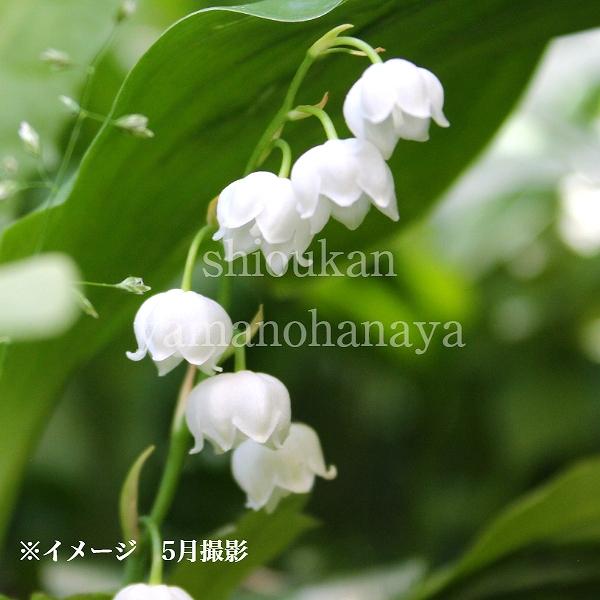 　商品名：日本スズラン　和名：鈴蘭　学名：Convallariamajalis　別名：君影草（きみかげそう）、谷間の姫百合（たにまのひめゆり）　花言葉：純粋　草丈：20〜30ｃｍ　分類：ユリ科スズラン属　耐寒性多年草　開花時期：5〜6月　耐...