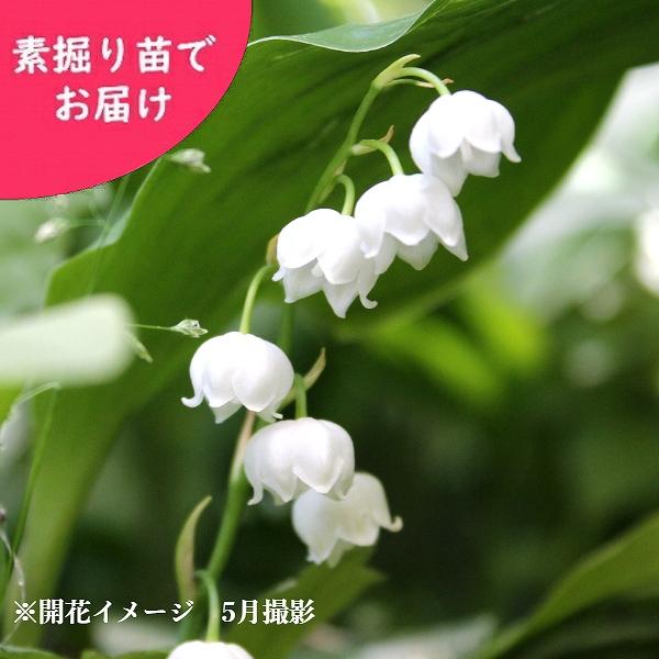 　商品名：日本スズラン　和名：鈴蘭　学名：Convallariamajalis　別名：君影草（きみかげそう）、谷間の姫百合（たにまのひめゆり）　花言葉：純粋　草丈：20〜30ｃｍ　分類：ユリ科スズラン属　耐寒性多年草　開花時期：5〜6月　耐...