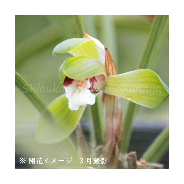　和名：春蘭　学名：Cymbidiumgoeringii　分類：ラン科シュンラン属　常緑植物　耐寒性多年草　開花時期：３〜４月　耐暑性（弊社で経験済みの温度）：３０℃　耐寒性（弊社で経験済みの温度）：-１５℃常緑の細長い葉に、明るい緑色の花...