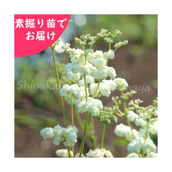 　和名：八重咲き西洋夏雪草（ヤエザキセイヨウナツユキソウ）　別名：玉咲き下野草（タマザキシモツケソウ）　学名：Filipendula ulmaria 'Plena'（フィリペンデュラ ウルマリア）　分類：バラ科シモツケソウ属　耐寒性多年草　...