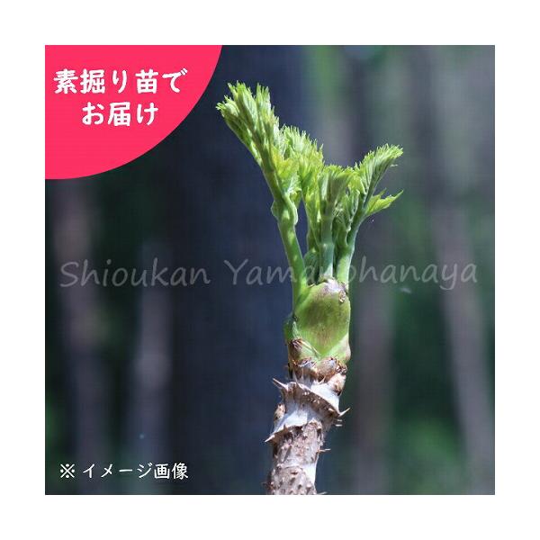 　別名：タラノキ、タラポ、タランボ、タラの芽、タラノメ　学名：Araliaelata　生薬名：根の皮を「タラ根皮」と呼ぶ　分類：ウコギ科タラノキ属　落葉低木　樹高：３〜５ｍ　開花時期：８〜９月　耐暑性（弊社で経験済みの温度）：３０℃　耐寒性...