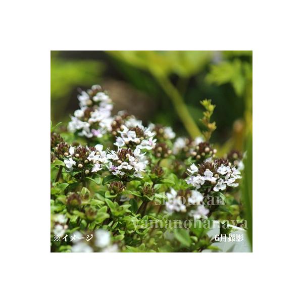 　和名：伊吹麝香草　別名：タイム、イワジャコウソウ、ナンマンジャコウソウ　学名：Thymusquinquecostatus（タイム）　分類：シソ科イブキジャコウソウ属　小低木　耐寒性多年草　開花時期：6〜8月　管理場所：日向　耐暑性（弊社で...