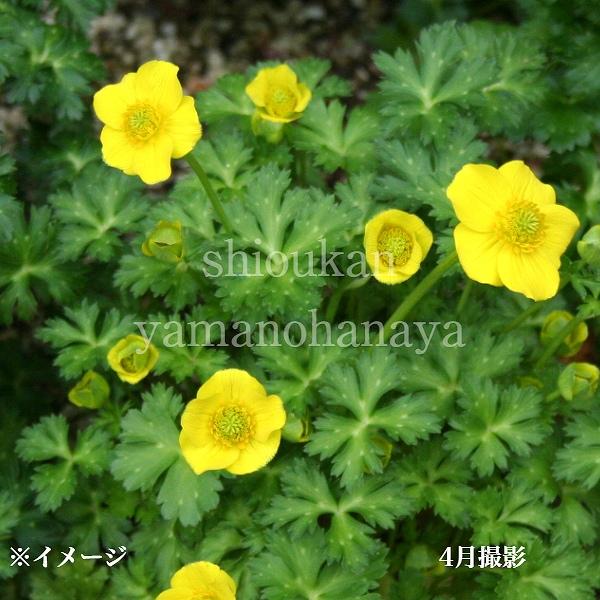 　和名：ヒメキンバイ（姫金梅）　学名：TROLLIUS pumilus（トロリウス プミルス）　別名：西洋キンバイソウ、トロリュース、ヒメキンバイソウ　草丈：20〜40ｃｍ　開花時期：5〜6月　管理場所：風通しのいい日向〜半日陰　分類：キン...