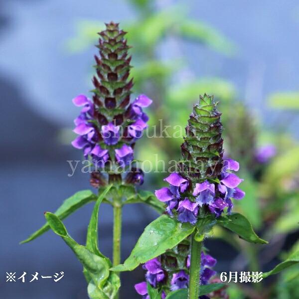 　和名：空穂草、靫草　薬草名：夏枯草（カコソウ）、セルフヒール　学名：PrunellavulgarisL.subsp.asiatica(Nakai)H.Hara）　分類：シソ科ウツボグサ属　耐寒性多年草　草丈：２０〜４０ｃｍ　開花時期：５〜...