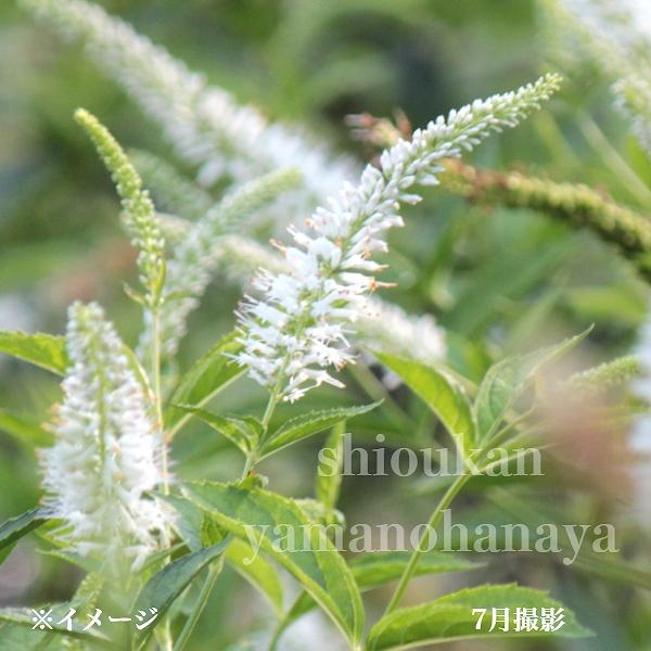 　和名：九蓋草　学名：Veronicastrumjaponicum（ベロニカストラム）　花言葉：明るい家族　分類：ゴマノハグサ科クガイソウ属　耐寒性多年草　開花時期：7〜９月　草丈：50〜90cm　耐暑性（弊社で経験済みの温度）：３０℃　耐...