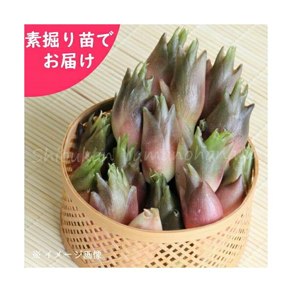 　和名：茗荷　別名：夏茗荷、花みょうが　学名：Zingibermioga　植え付け適期：春か涼しくなった秋　株間：20ｃｍ　分類：ショウガ科ショウガ属　耐寒性多年草　草丈：６０〜１００cｍ　収穫時期：８〜９月　耐暑性（弊社で経験済みの温度）...