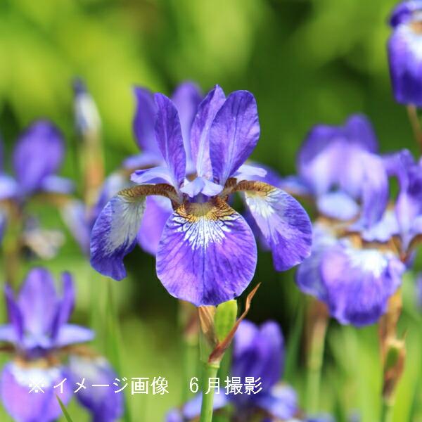 　和名：菖蒲、文目、綾目　学名：Irissanguinea（アイリス　サンギネア）　草丈：30〜60cm　分類：アヤメ科アヤメ属　耐寒性多年草　開花時期：5〜7月　植え付け適期：涼しくなった秋か、早春　管理場所：日向〜半日陰　耐暑性（弊社で...