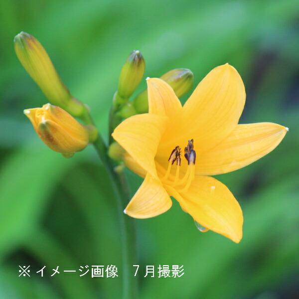 　和名：ゼンテイカ（禅庭花）　別名：ニッコウキスゲ　学名：Hemerocallismiddendorffiivar.esculenta（ヘメロカリス）　分類：ユリ科ワスレグサ属　耐寒性多年草　開花時期：７〜８月　草丈：60〜80ｃｍ　管理場...