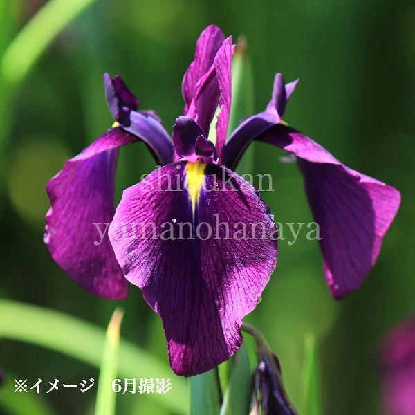 　和名：野花菖蒲　学名：Iris ensatavar.spontanea　別名：菖蒲、花菖蒲　草丈：４０〜１００ｃｍ　分類：アヤメ科アヤメ属　耐寒性多年草　開花時期：６〜７月　耐暑性（弊社で経験済みの温度）：３０℃　耐寒性（弊社で経験済みの...