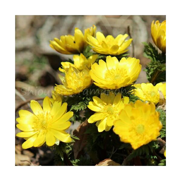 　和名：福寿草　学名：Adonis ramosa（アドニス）　別名：正月花、元日草　分類：キンポウゲ科フクジュソウ属　耐寒性多年草　草丈：１５〜３０ｃｍ　開花時期：２〜４月　耐暑性（弊社で経験済みの温度）：３０℃　耐寒性（弊社で経験済みの温...