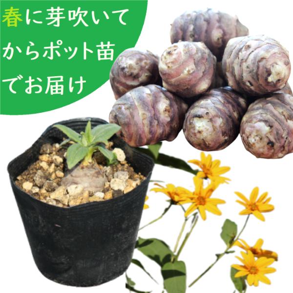 　和名：紫菊芋、赤菊芋、唐芋　別名：フランスキクイモ　草丈：２〜３メートル　分類：キク科ヒマワリ属　耐寒性多年草　開花時期：９月　収穫時期：１１〜１２月　日照条件：日向　植え付け適期：秋〜春　※外気温が氷点下の期間を除く　耐暑性（弊社で経験...