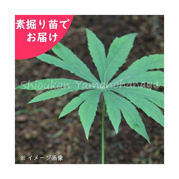 　和名：破れ傘　学名：Syneilesispalmata　分類：キク科ヤブレガサ属　耐寒性多年草　開花時期：7〜8月　耐暑性（弊社で経験済みの温度）：３０℃　耐寒性（弊社で経験済みの温度）：-１５℃破れたように葉が広がります。その様が可愛ら...