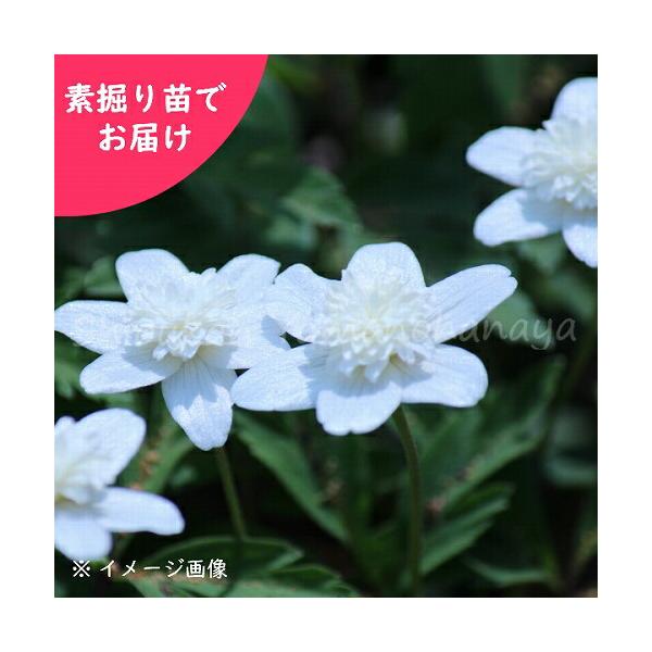 　和名：八重咲き一輪草　別名：ヤブイチゲ　学名：Anemonenemorosa‘FlorePleno’　草丈：15〜25ｃｍ　分類：キンポウゲ科イチリンソウ属　耐寒性多年草　開花時期：4〜5月　管理場所：落葉樹の下など木漏れ日のさす半日陰　...