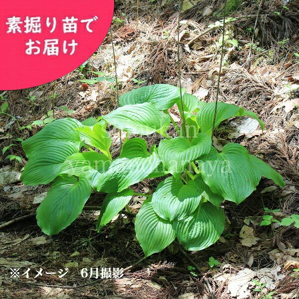 　商品名：山ウルイ（やまうるい）　学名：Hosta（ホスタ）　分類：ギボウシ属　耐寒性多年草　　草丈：60〜100cm　開花時期：6〜8月　耐暑性（弊社で経験済みの温度）：３０℃　耐寒性（弊社で経験済みの温度）：-１５℃ウルイとはオオバギボ...