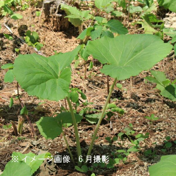　学名：Petasitesjaponicus　※日本自生種　和名：蕗、苳、款冬、菜蕗　草丈：30〜80ｃｍ　耐暑性（弊社で経験済みの温度）：３０℃　耐寒性（弊社で経験済みの温度）：-１５℃細い地下茎は地面の下で数年で3本以上成長し、それぞれ...