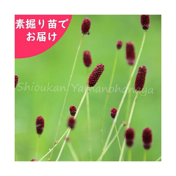 　商品名：ワレモコウ（われもこう）　和名：吾亦紅、吾木香　学名：Sanguisorbaofficinalis　L.　草丈：50ｃｍ〜1ｍ　分類：バラ科ワレモコウ属　耐寒性多年草　開花時期：8〜10月　管理場所：水はけの良い日向　耐暑性（弊社...