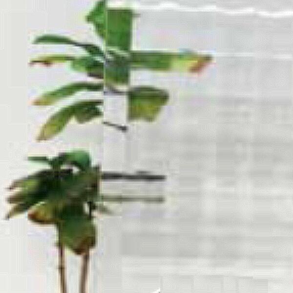 ●メーカー：JSP　重量：6kg●MMA（アクリルモノマー）とSM（スチレンモノマー）を共重合した樹脂の押出シート●PMMAと比較し吸水率が低く、吸水による寸法変化や反りが小さい●UV硬化樹脂、UV硬化インクとの密着性が高い●PMMA同等の...