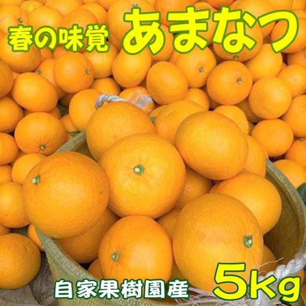 かのう茶店 出張販売で（東名高速道路上り線 足柄サービスエリア売店入り口）２〜６月に販売している「あまなつみかん」です。※ ２〜３月の収穫期は、あまなつと文旦の掛け合わせ品種♪減農薬栽培。マーマーレードづくりにも好適！受注期間：６月中旬まで...